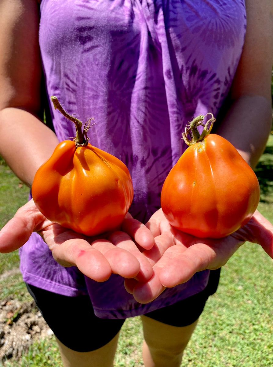 Albenga Tomato Seeds – Kids Seed Co.