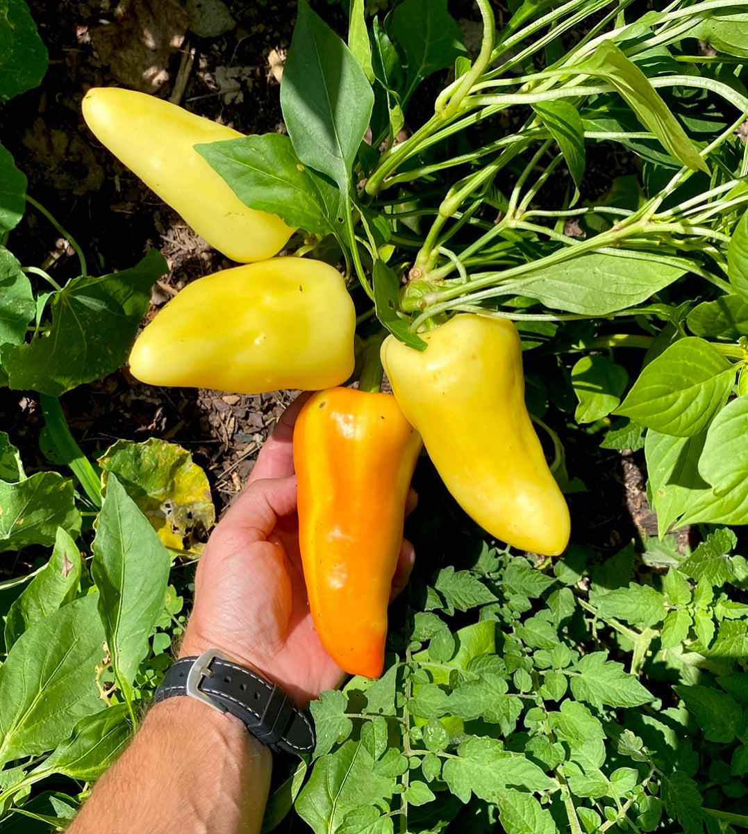 Pepper (Feher Ozon Paprika) – Kids Seed Co.