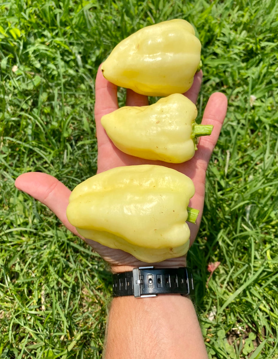 Pepper (Feher Ozon Paprika) – Kids Seed Co.