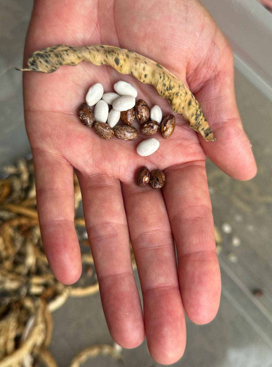 The History of Greasy Beans: A Southern Appalachian Staple – Kids Seed Co.