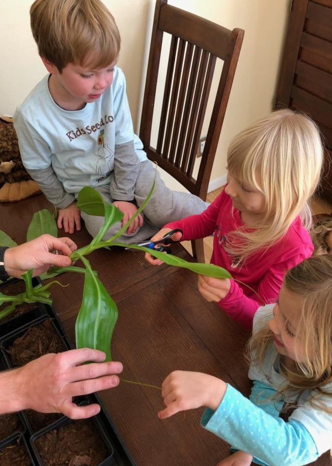 Growing carnivorous plants from cuttings: Indoor garden activities wit ...