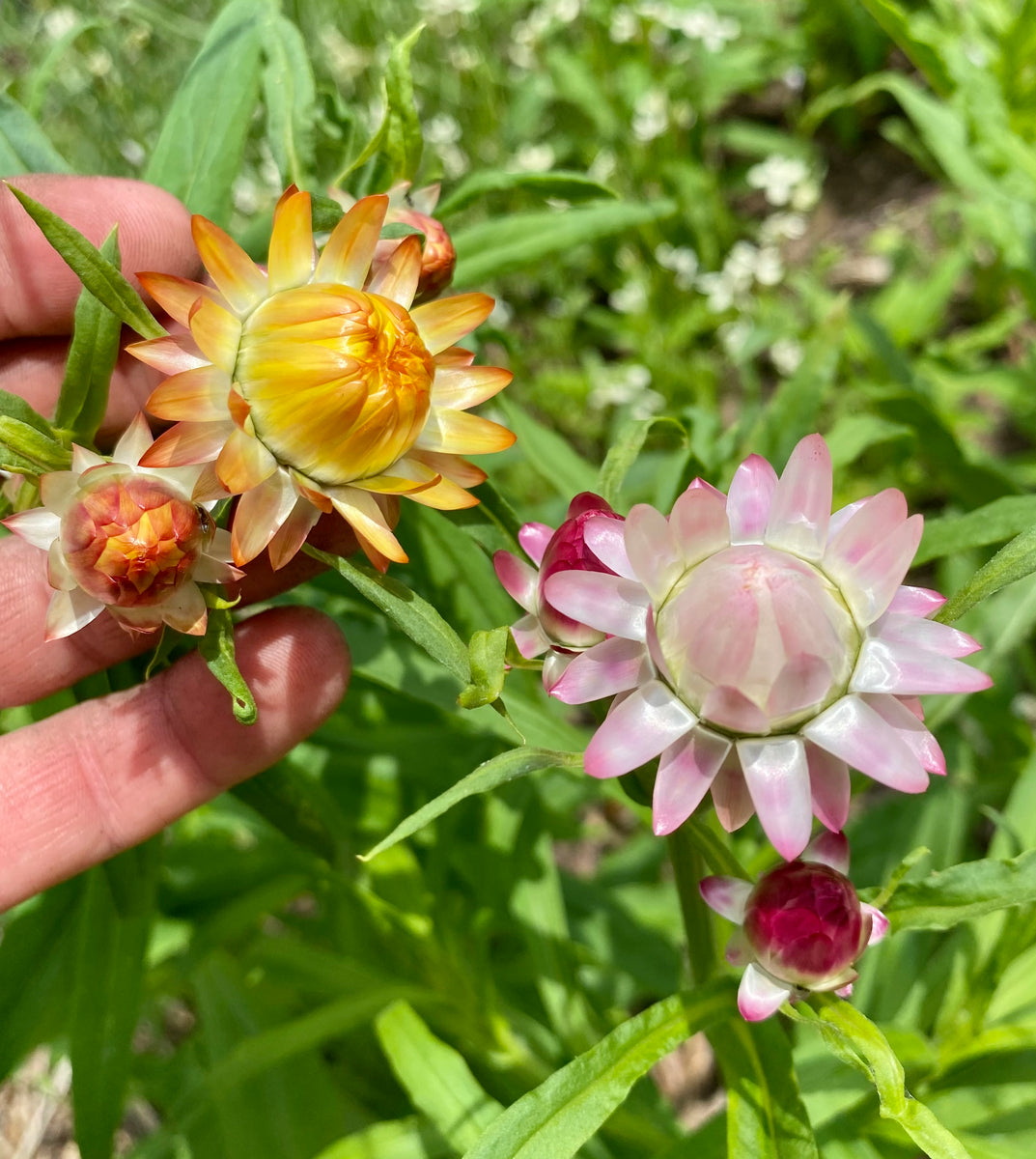 Strawflower Seeds (Everlasting Flowers) – Kids Seed Co.