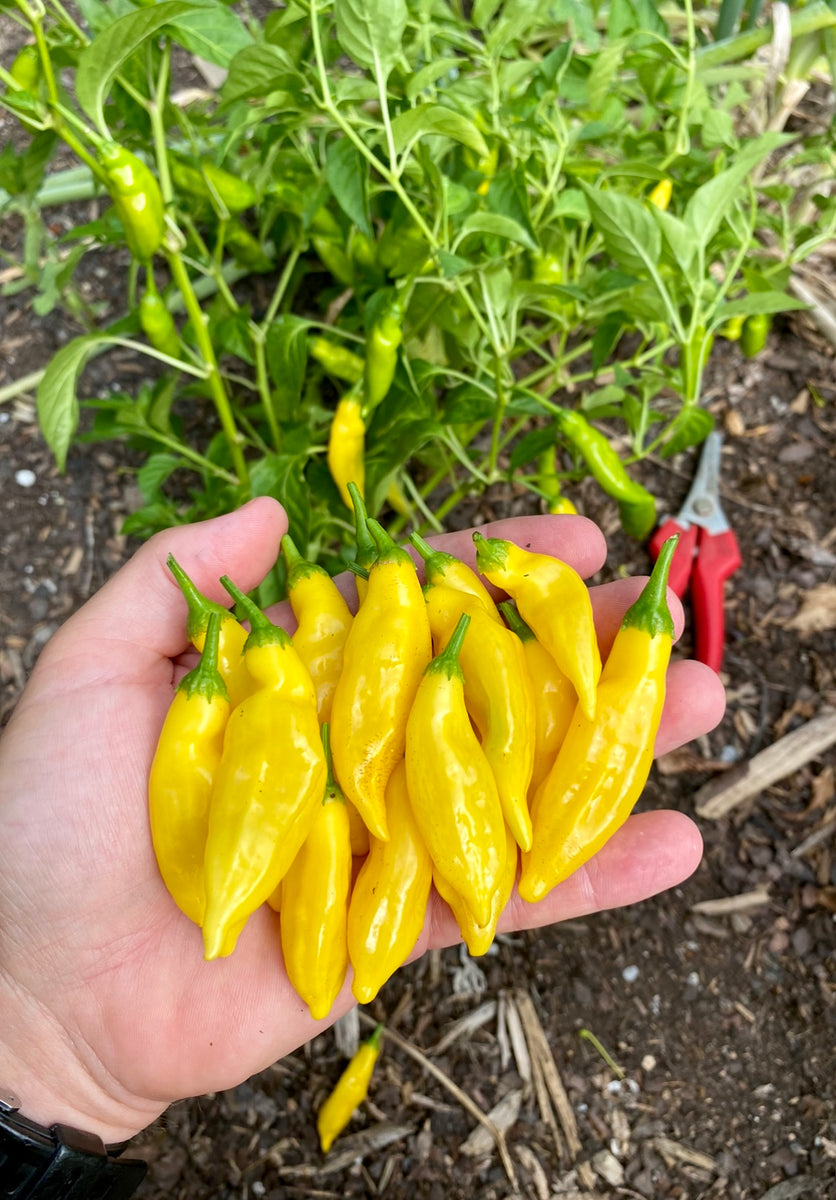 Aji Limon / Lemon Drop Pepper ~ New to our seed catalog! – Kids Seed Co.