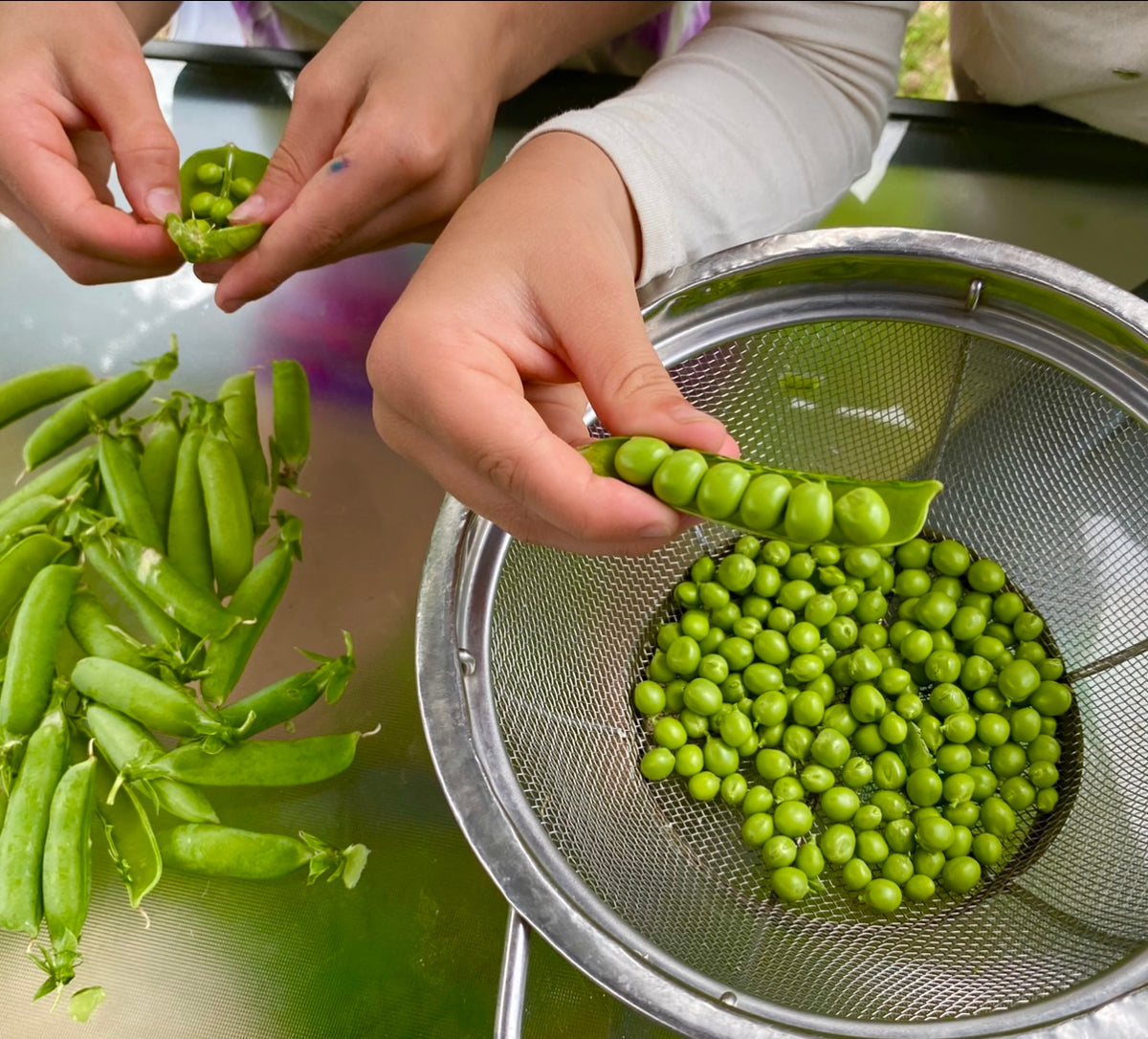 Shelling Peas -Heirloom Wando Peas – Kids Seed Co.