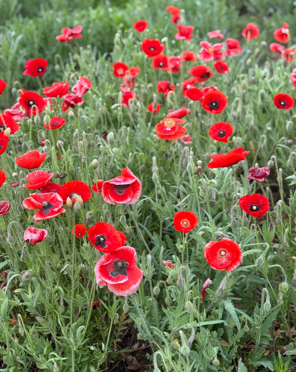 Flanders Poppies: A Symbol of Remembrance and Beauty – Kids Seed Co.