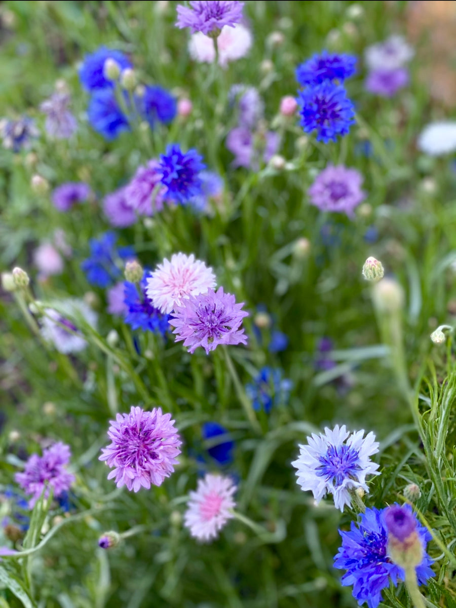 Bachelor Button / Cornflower - Heirloom Seeds – Kids Seed Co.