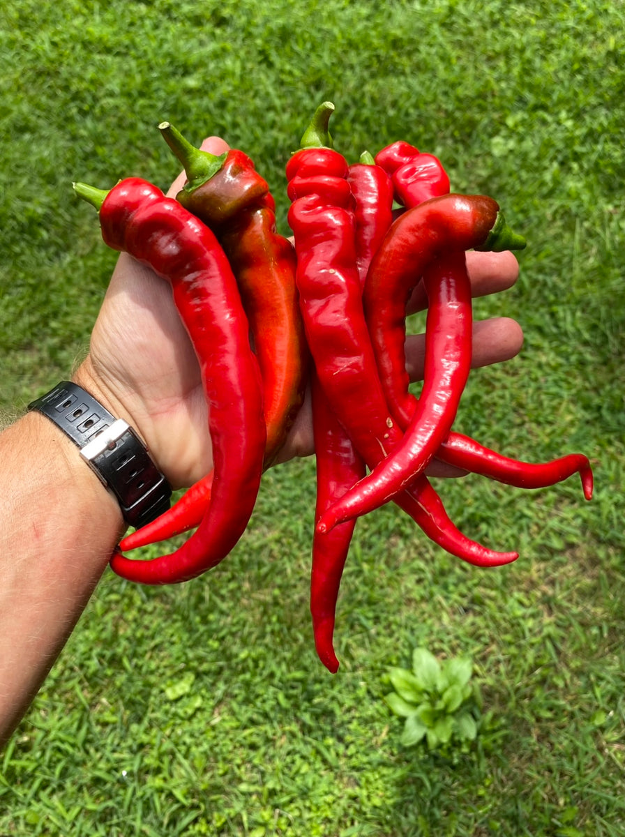 Jimmy Nardello Peppers -Heirloom Seeds – Kids Seed Co.