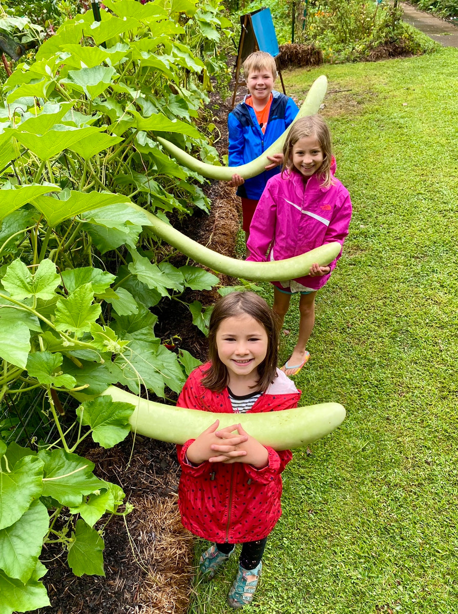 Cucuzzi Gourd / Serpente di Sicilia - Heirloom Seeds – Kids Seed Co.