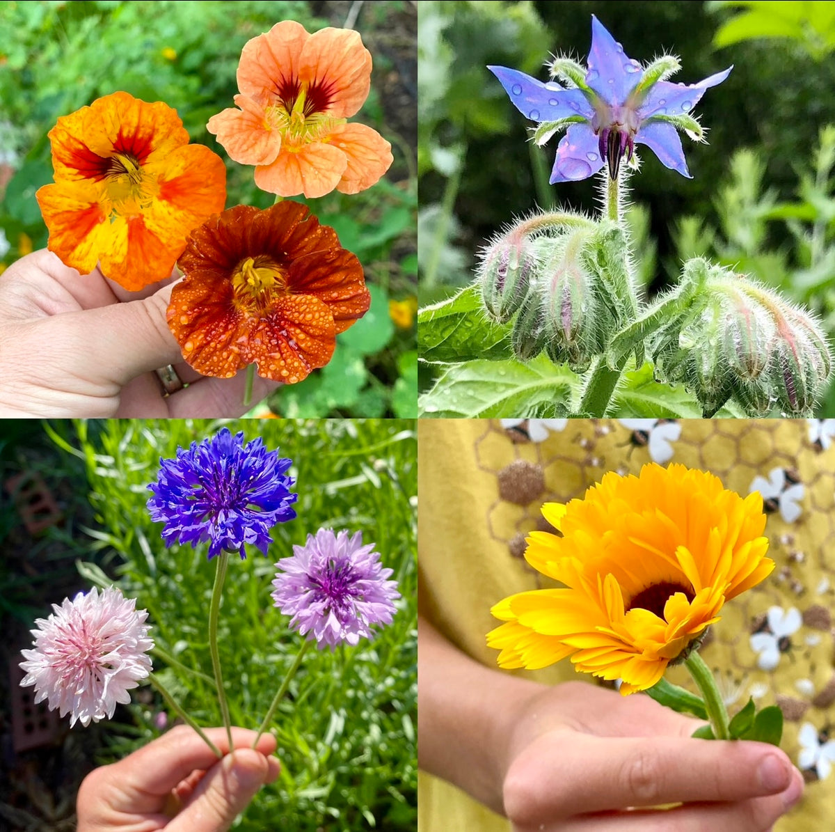 Edible Flower Collection - Heirloom Seeds – Kids Seed Co.