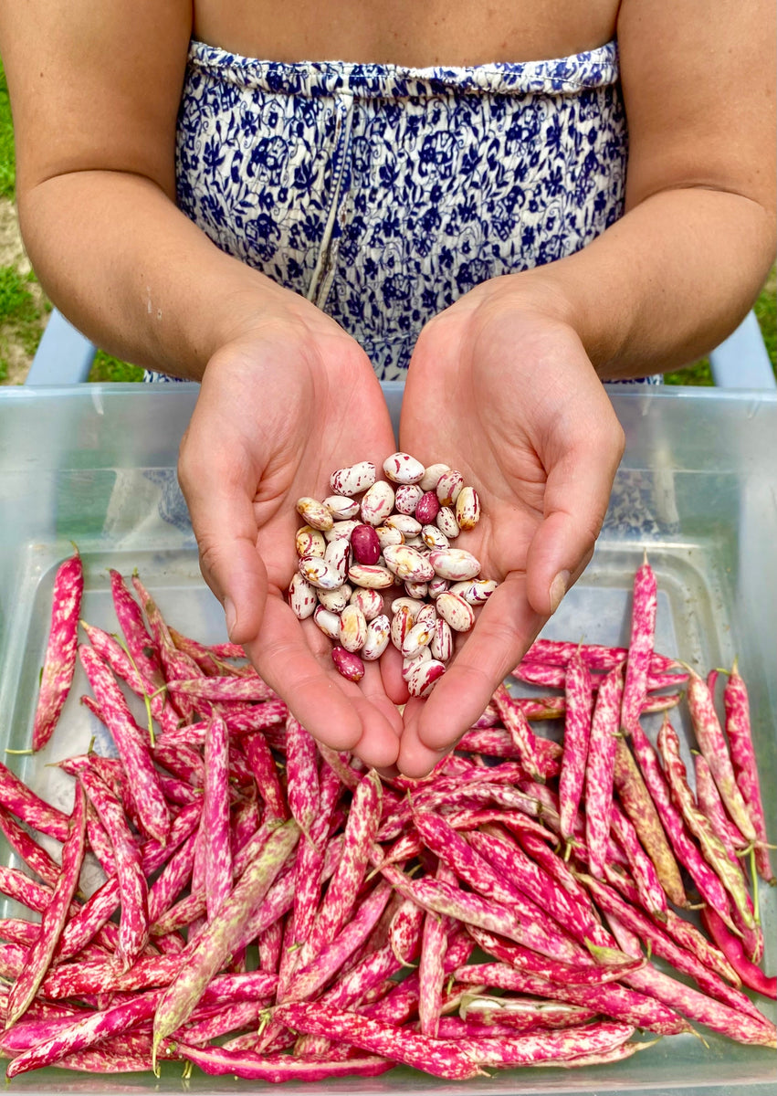Borlotti Bush Beans / October Beans ~ How to grow this delicious heirl ...