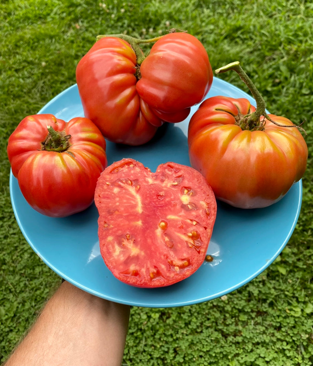Marmande Garnier Rouge Tomato – Kids Seed Co.