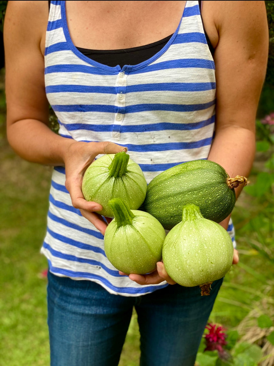 Ronde de Nice Squash - Heirloom Seeds – Kids Seed Co.
