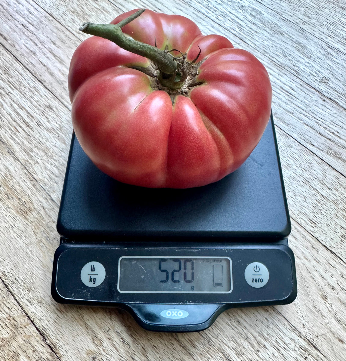 Tomato (Potiron Écarlate / Scarlet Pumpkin Tomato) – Kids Seed Co.