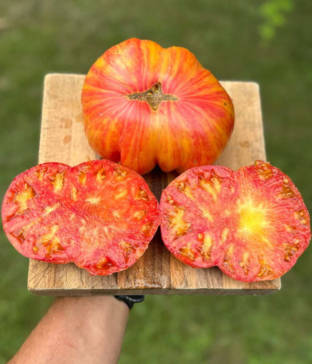 Tomato (San Francisco Sunrise Tomato) – Kids Seed Co.