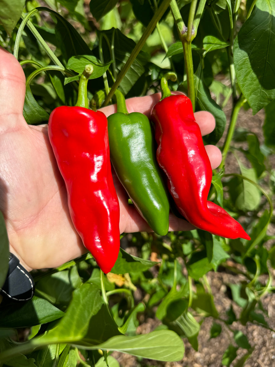 Pepper (Basque Pepper / Espelette Pepper)🔥 – Kids Seed Co.