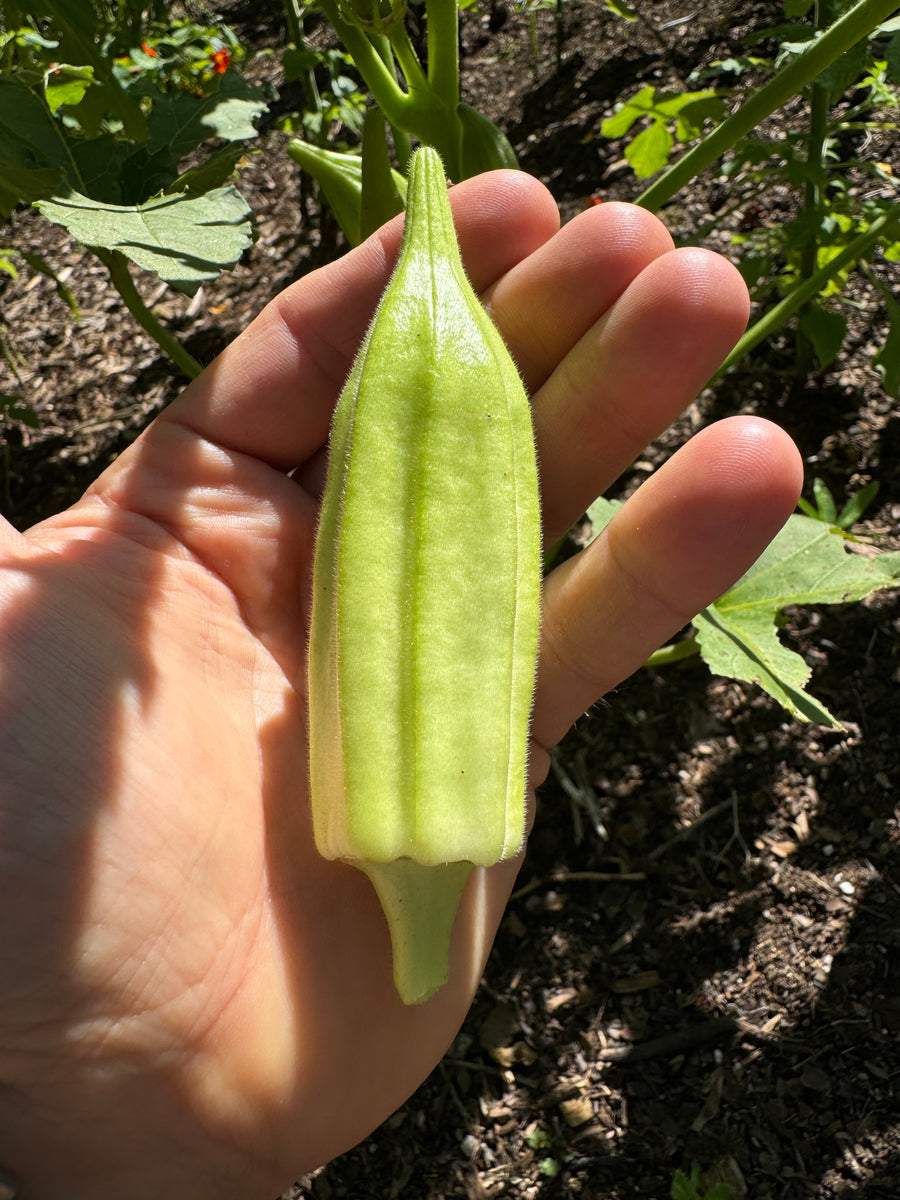 Okra (Geechee White Okra) – Kids Seed Co.