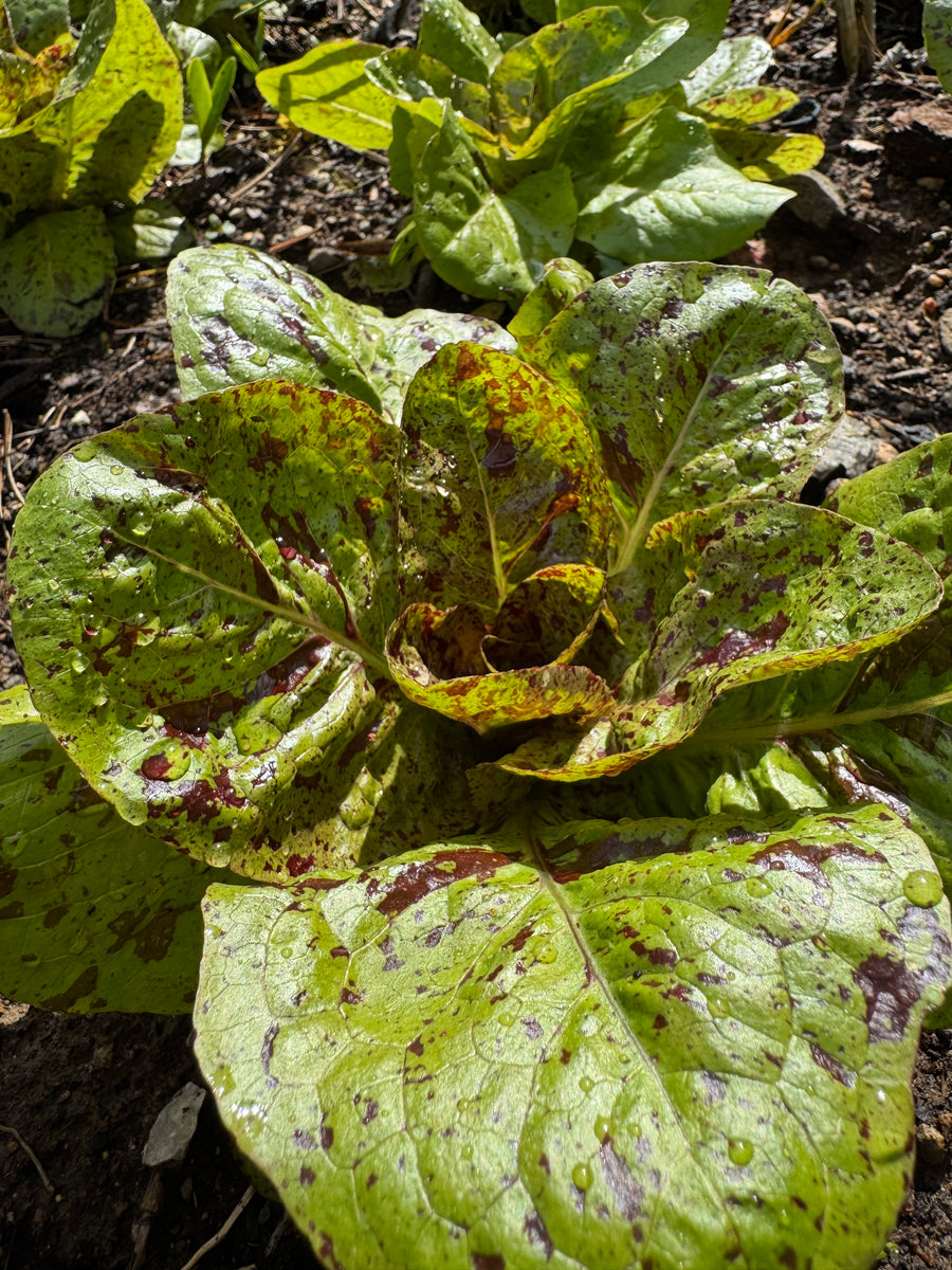 Lettuce (Salasc Speckled Lettuce / Mouchetée de Salasc) – Kids Seed Co.