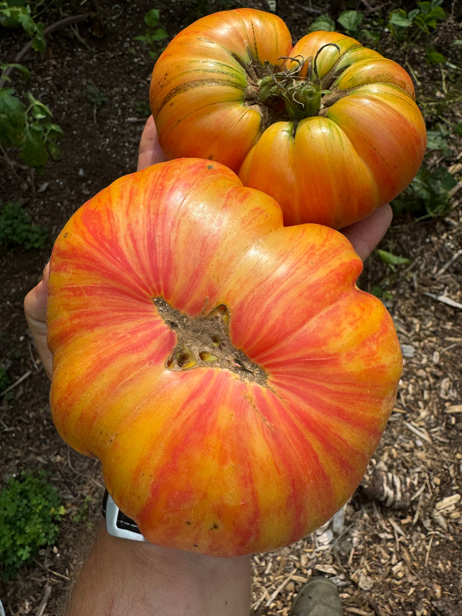 Tomato (San Francisco Sunrise Tomato) – Kids Seed Co.