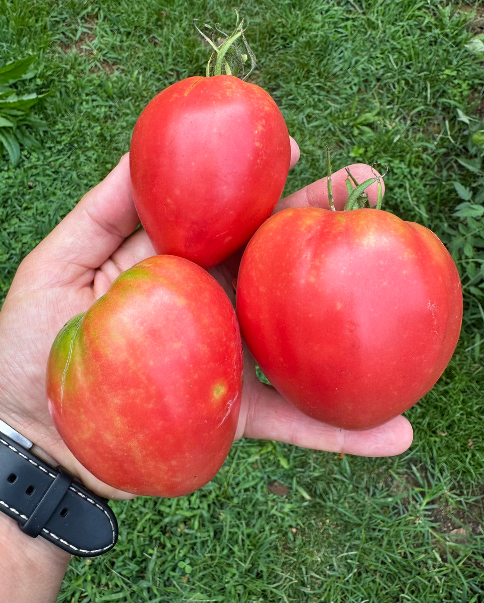 Tomato (Rose de Cagnolle Tomato) – Kids Seed Co.