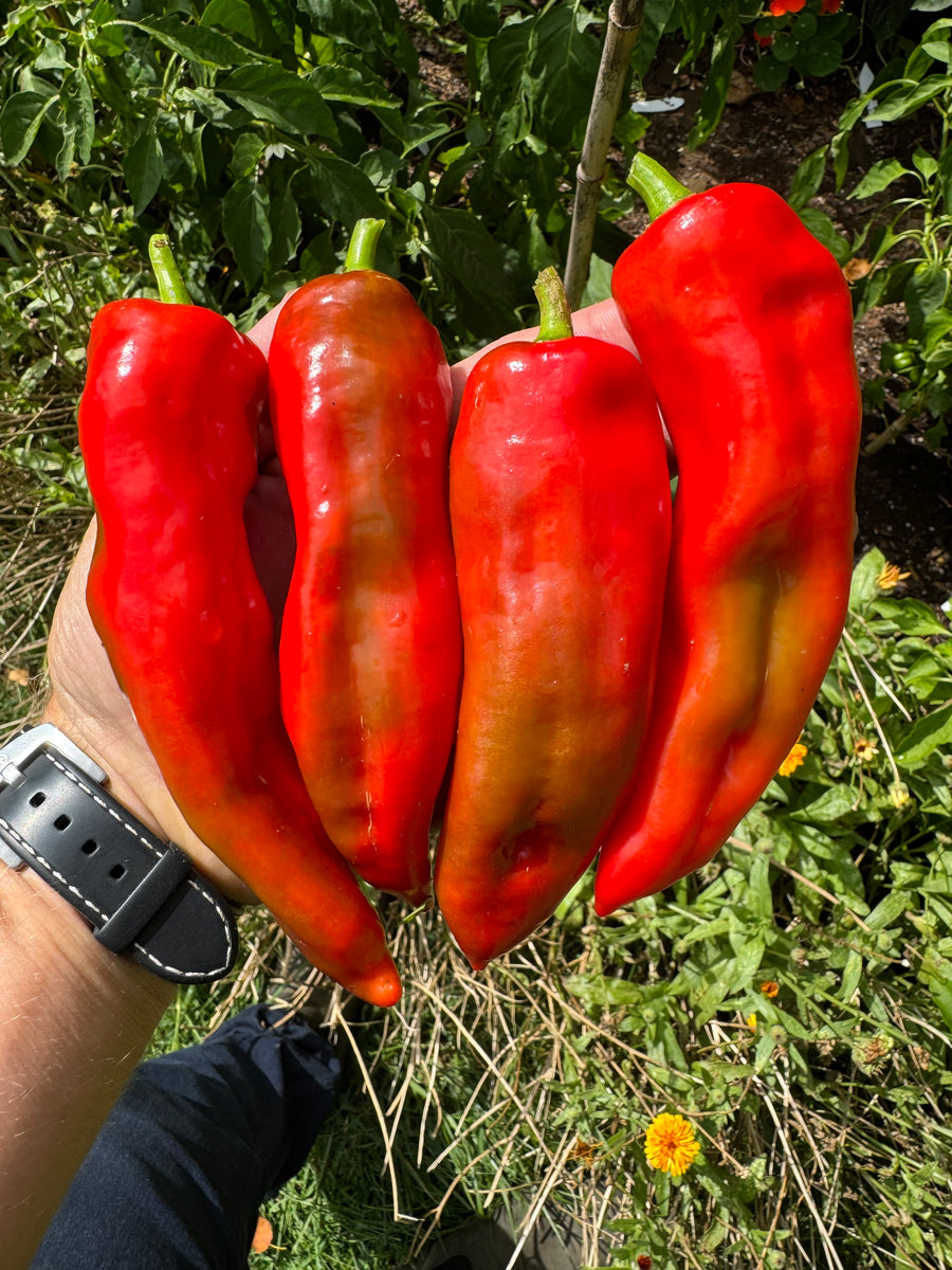 Pepper (Hungarian Beaver Dam Pepper)🔥 – Kids Seed Co.