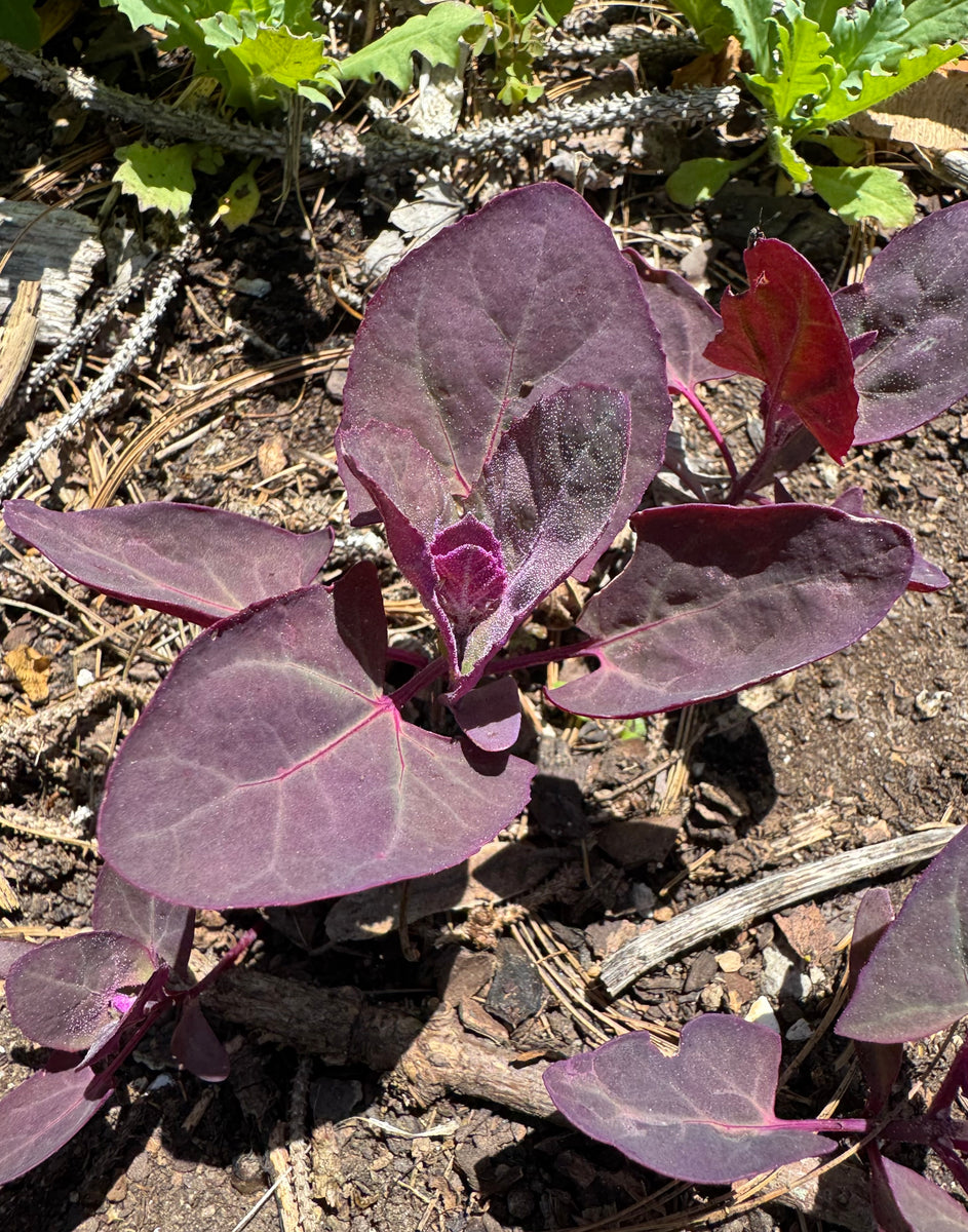 Orach – Kids Seed Co.