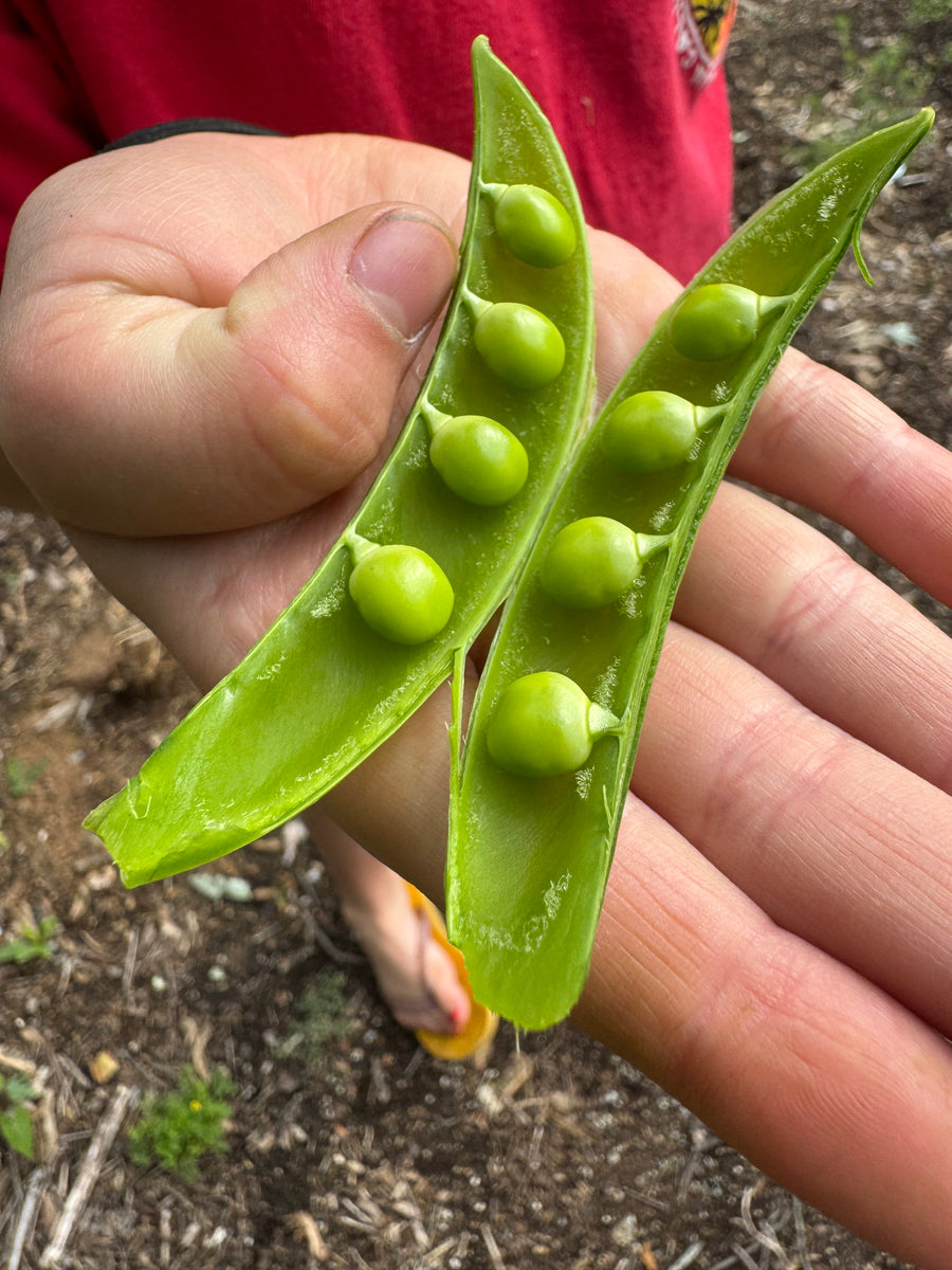 Shelling Peas (Wando) – Kids Seed Co.