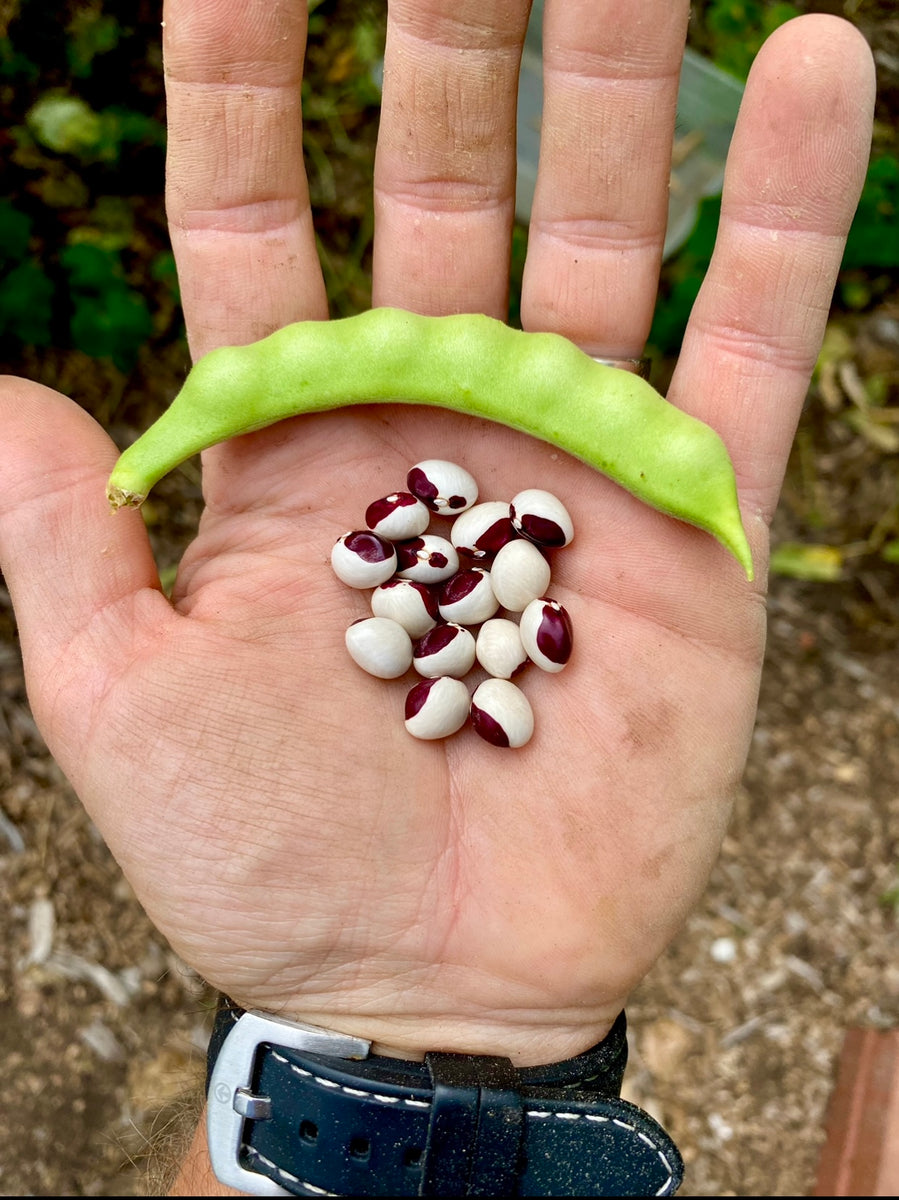 Bean (Red-Eye Greasy Bean) – Kids Seed Co.