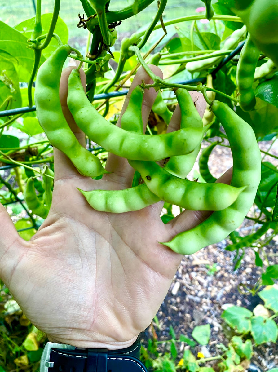 Bean (Red-Eye Greasy Bean) – Kids Seed Co.