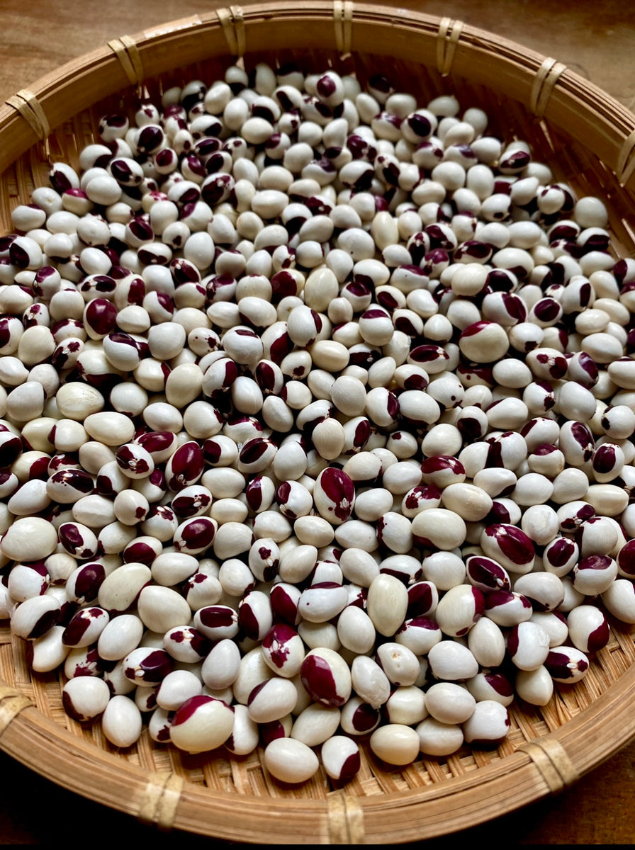 Bean (Red-Eye Greasy Bean) – Kids Seed Co.