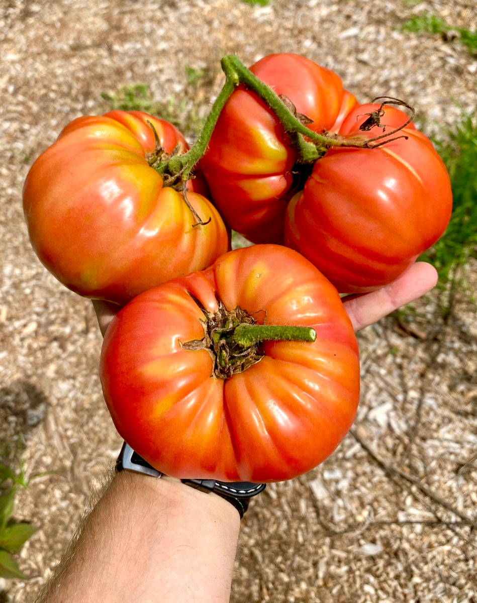 Tomato (Marmande Garnier Rouge Tomato) – Kids Seed Co.
