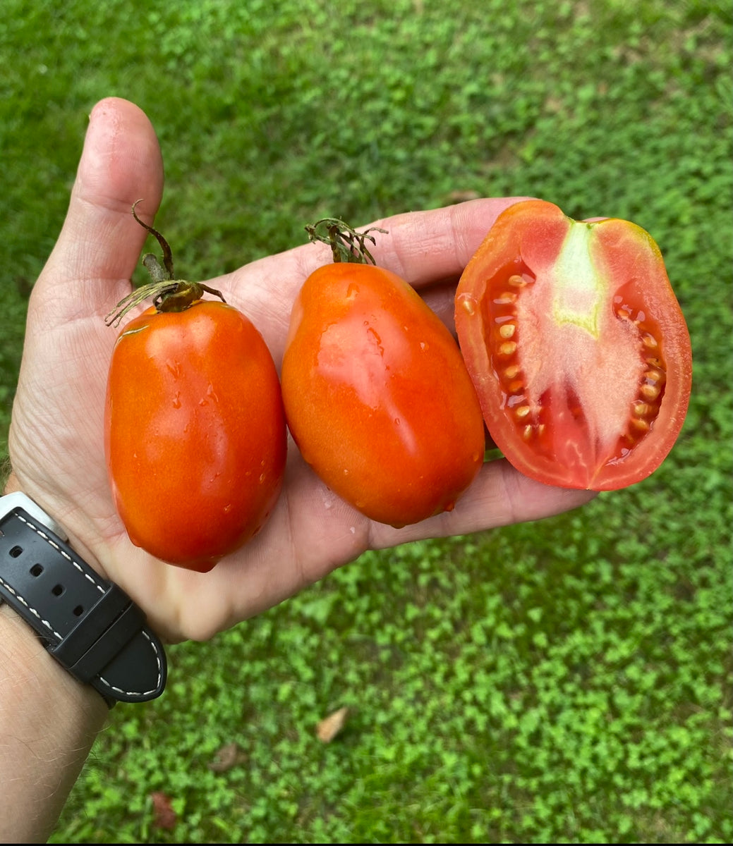 Tomato (Jerusalem Tomato) – Kids Seed Co.