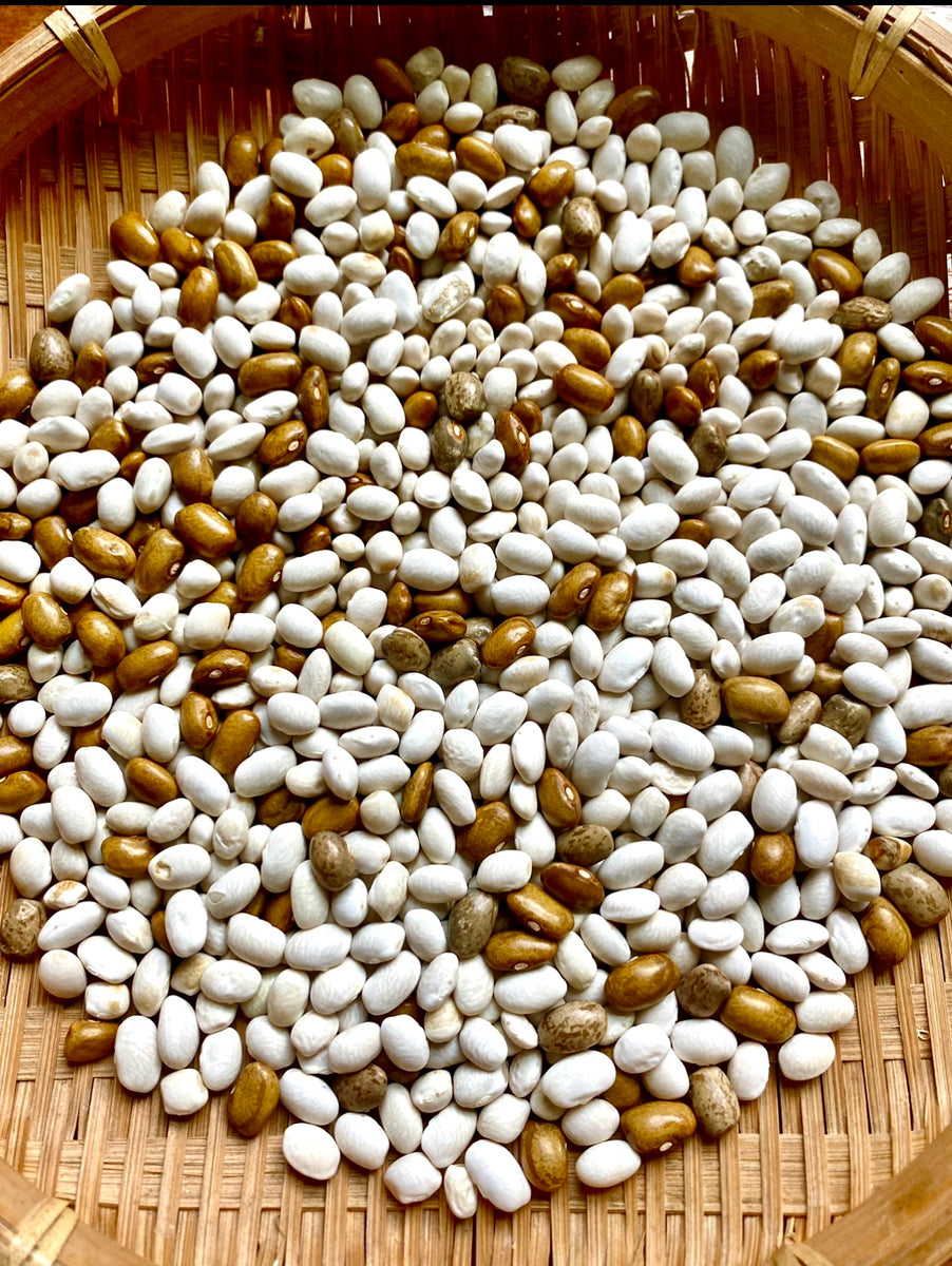 Bean (Buncombe County Greasy Bean) – Kids Seed Co.