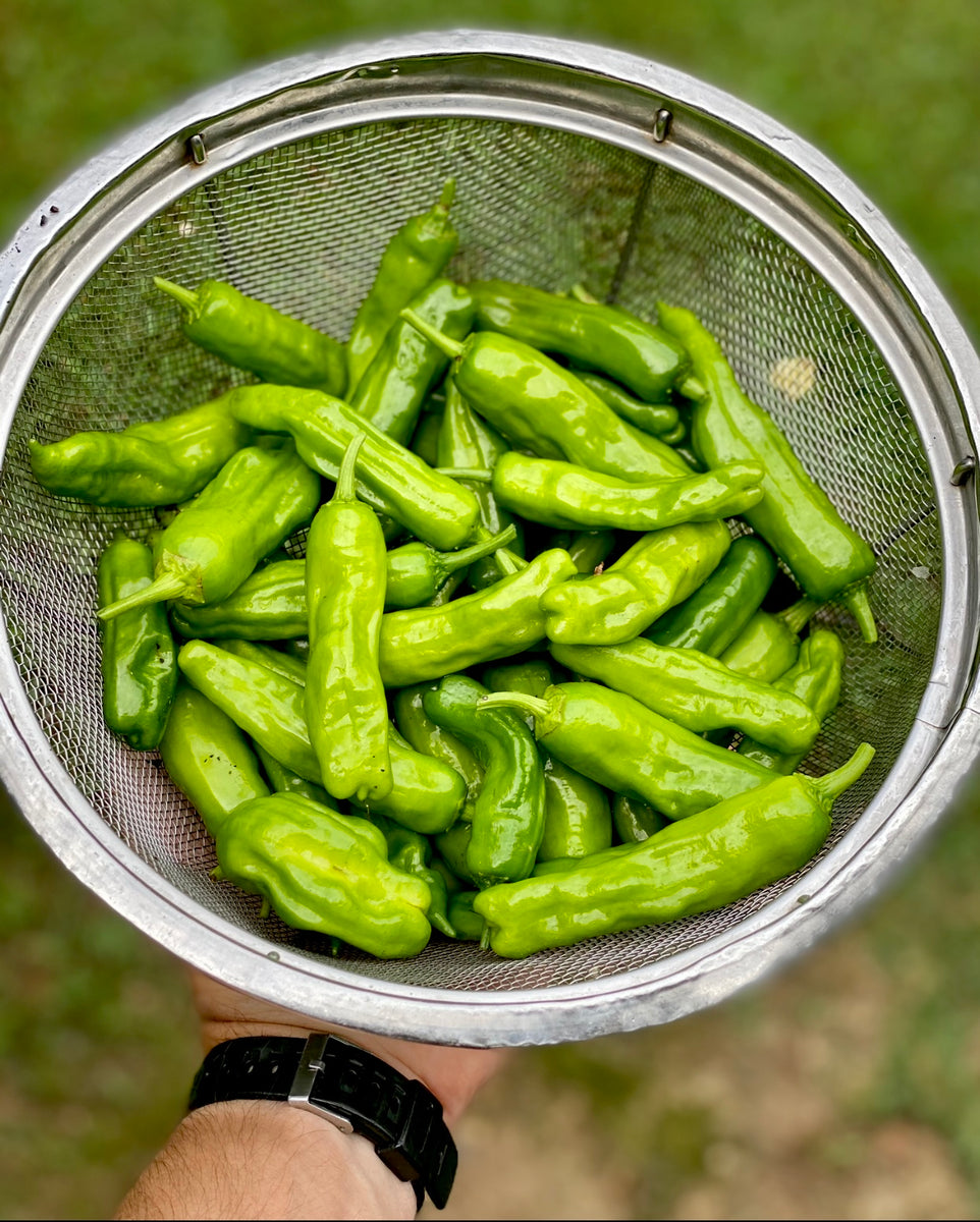 Collection (Japanese Seed Varieties) – Kids Seed Co.