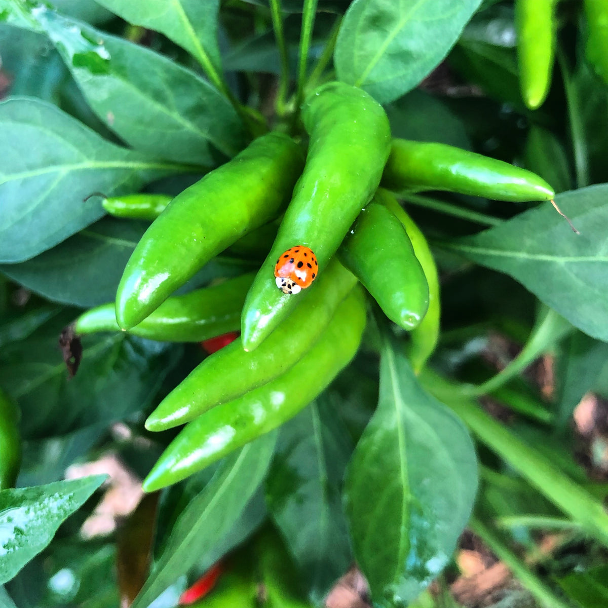 Pepper (Hot Santaka Pepper)🔥🔥 – Kids Seed Co.