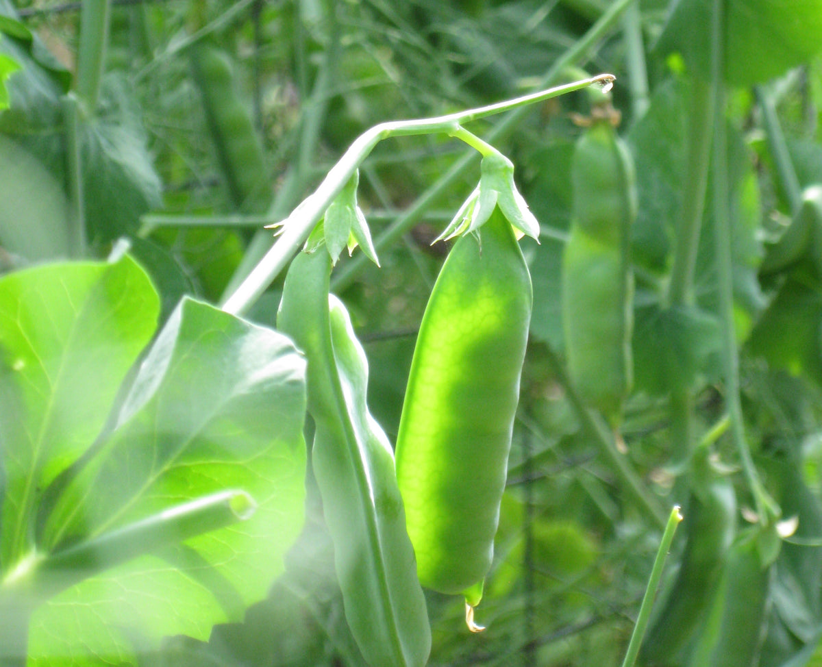 Snow Peas (Mangetout) – Kids Seed Co.