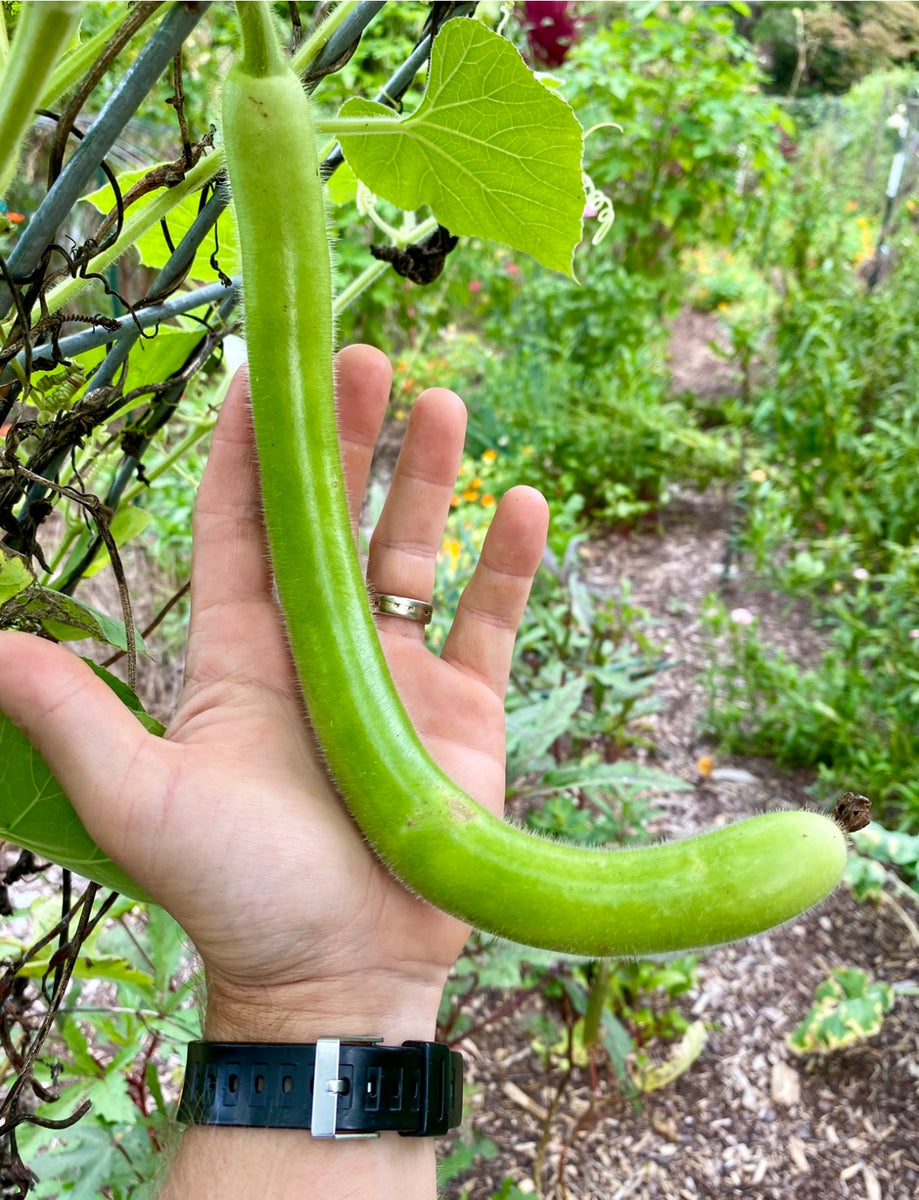 Cucuzza Squash/ Serpente di Sicilia – Kids Seed Co.