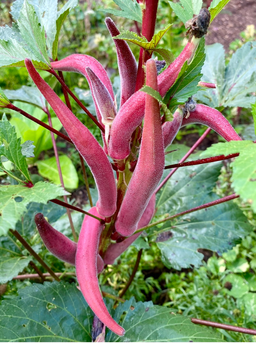 Okra (Okinawa Pink Okra) – Kids Seed Co.