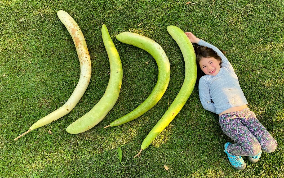 Cucuzza Squash/ Serpente di Sicilia – Kids Seed Co.
