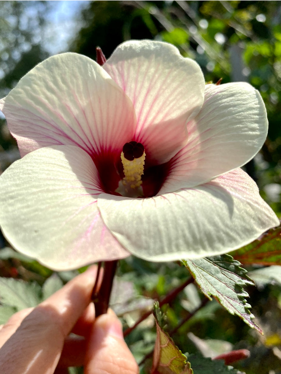 Okra (Okinawa Pink Okra) – Kids Seed Co.