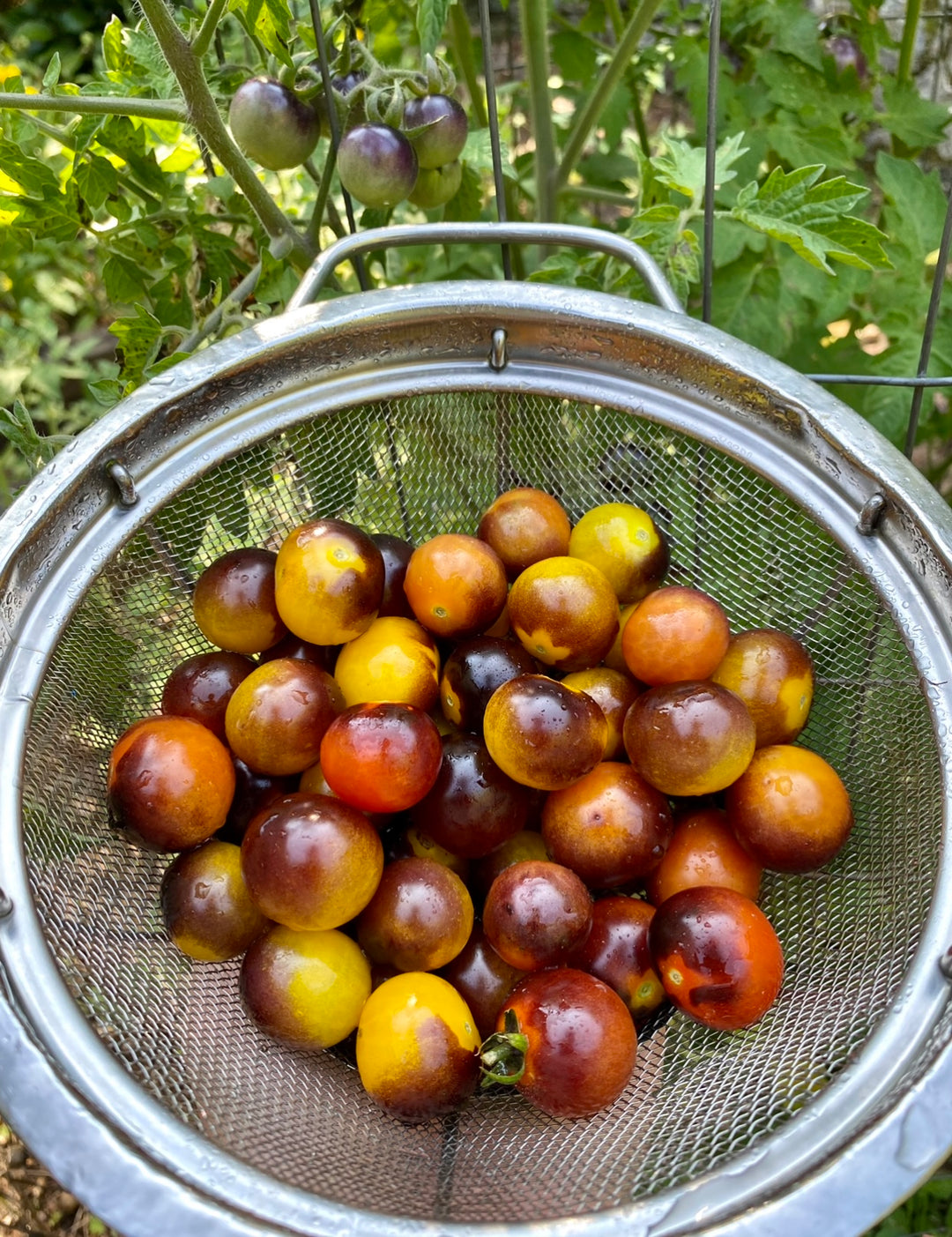 Tomato (Blue Goldberry Tomato) – Kids Seed Co.